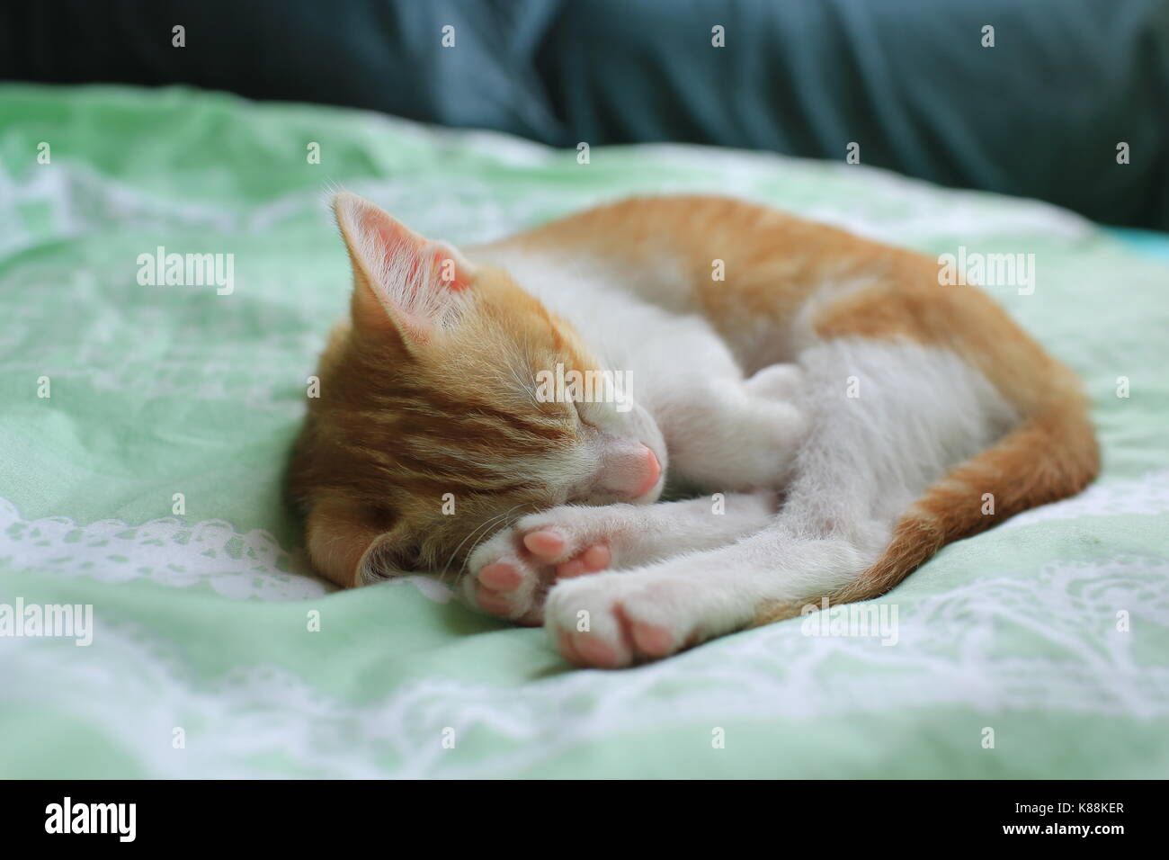 ginger white baby cat bedtime Stock Photo - Alamy