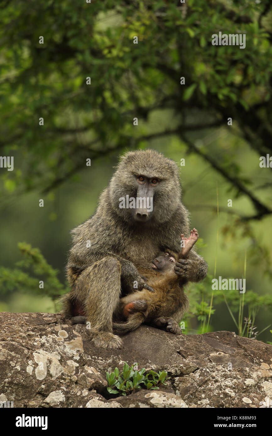 Hugging baboons hi-res stock photography and images - Alamy