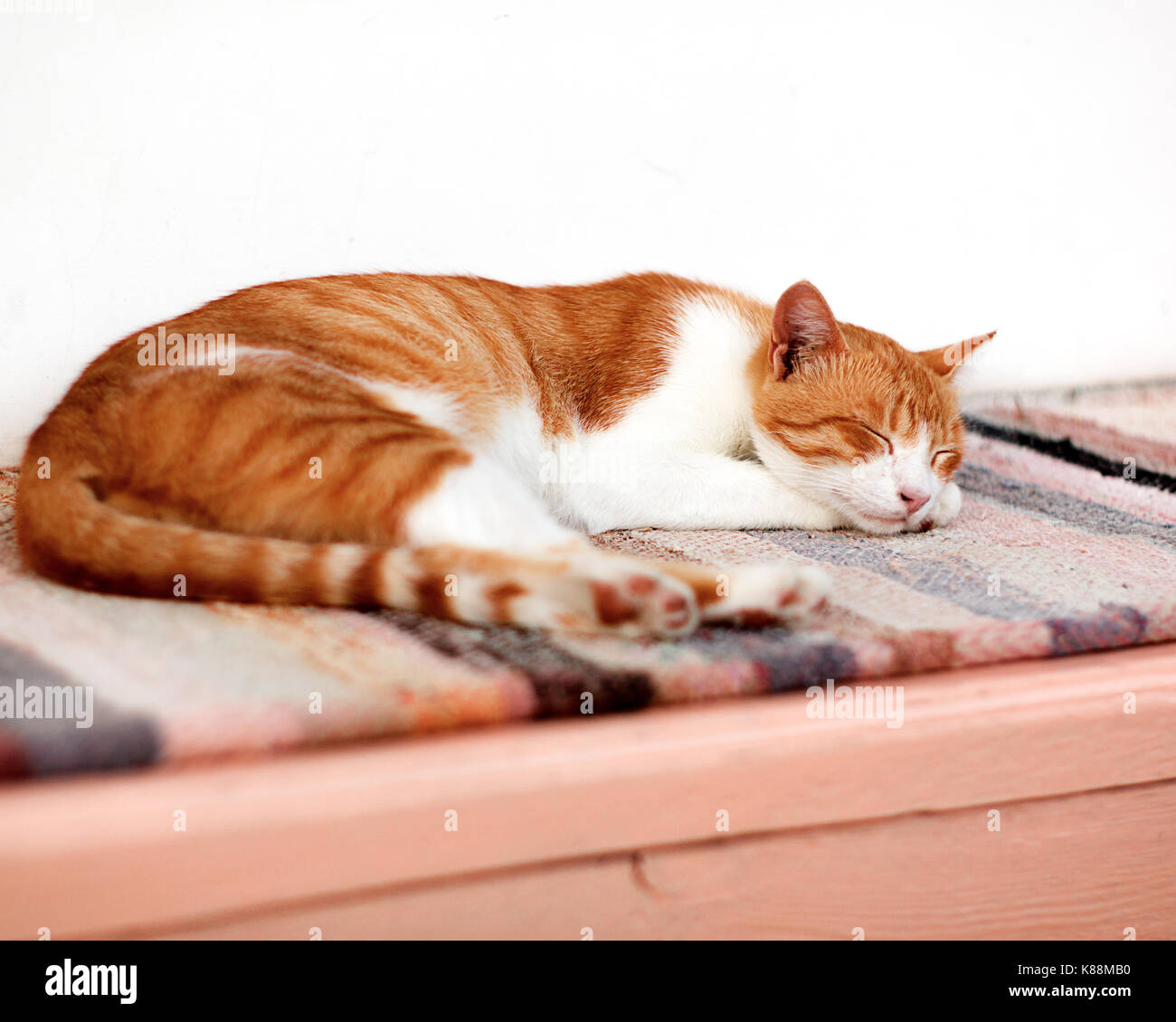 Cat on fluffy rug hi-res stock photography and images - Alamy