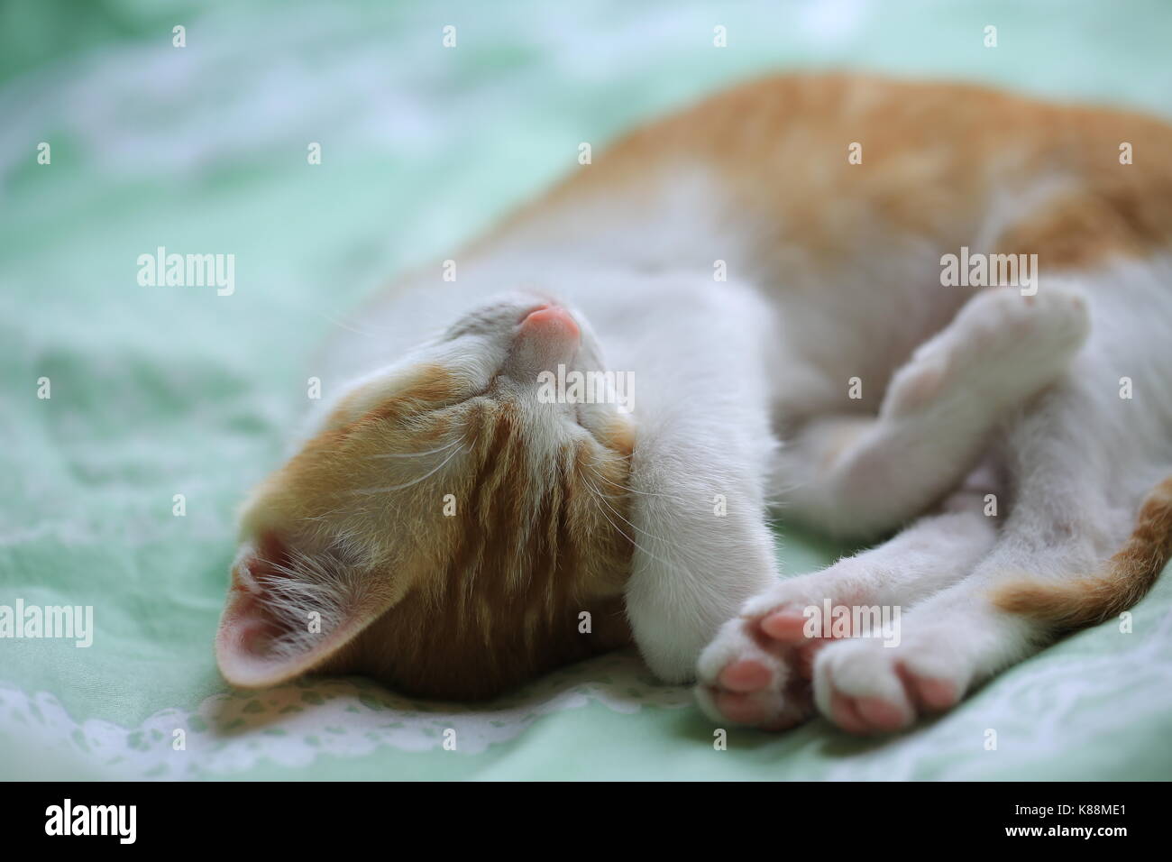 ginger white baby cat bedtime Stock Photo - Alamy