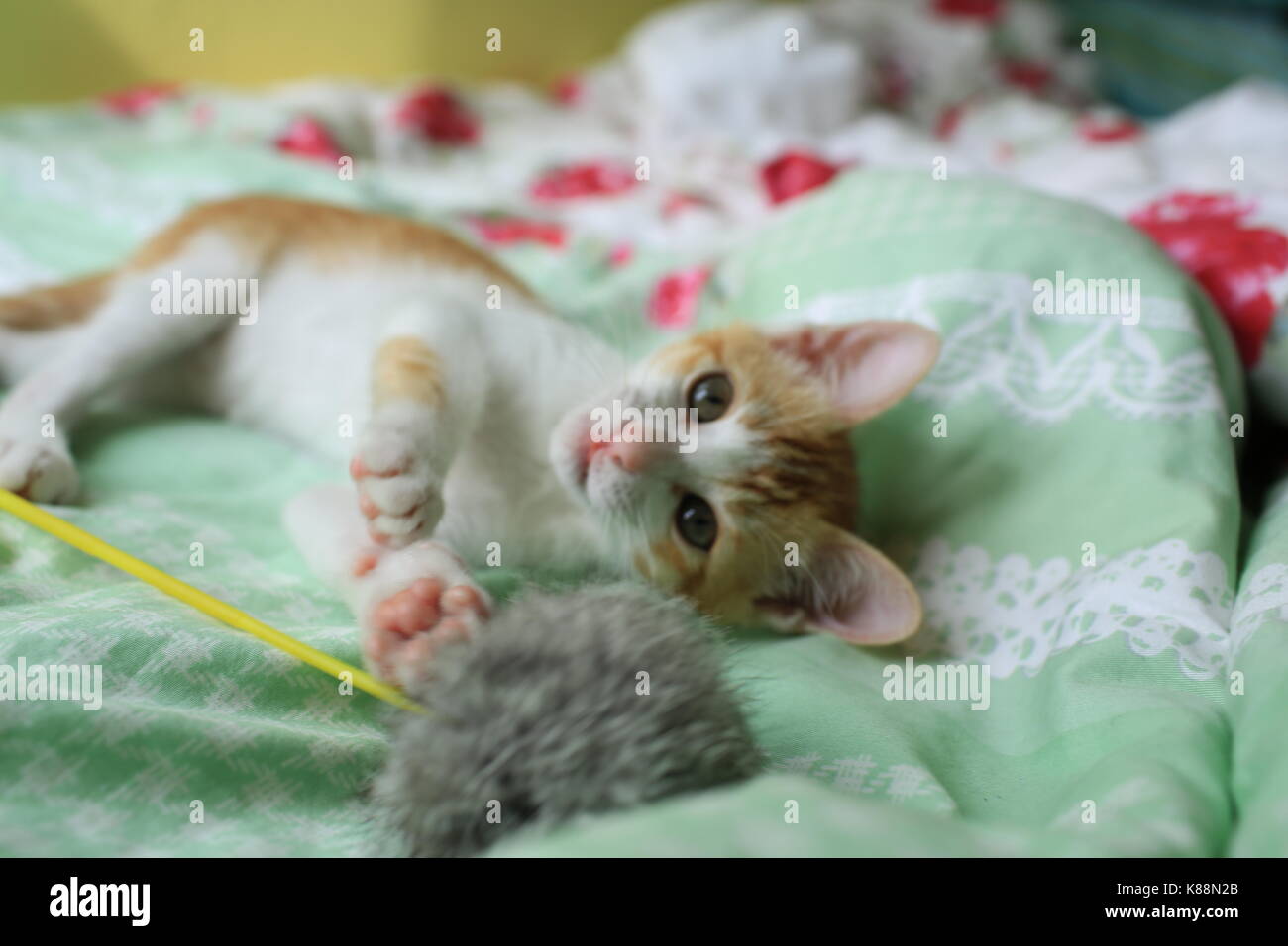 ginger white baby cat bedtime Stock Photo - Alamy