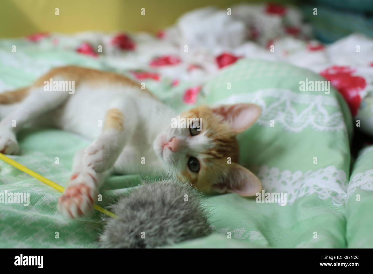 ginger white baby cat bedtime Stock Photo - Alamy