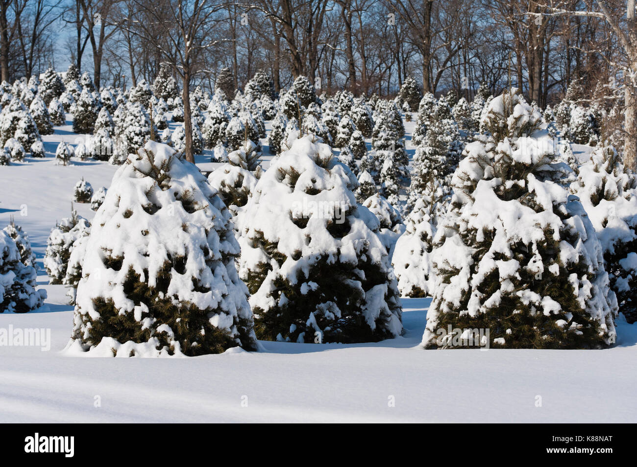 SNOW COVERED CHRISTMAS TREES, LANCASTER PENNSYLVANIA Stock Photo - Alamy