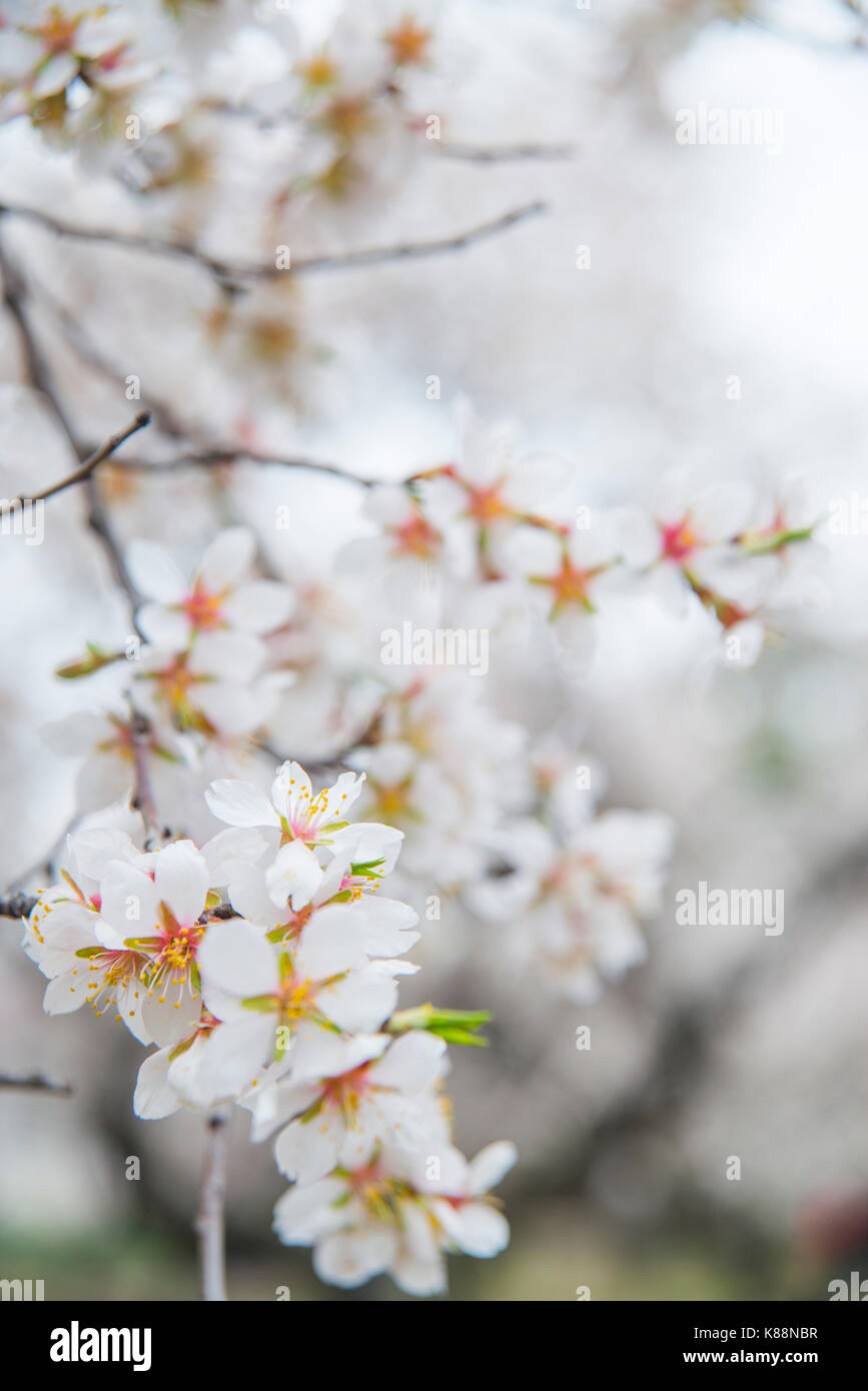 Flowered branch of almond tree Stock Photo - Alamy