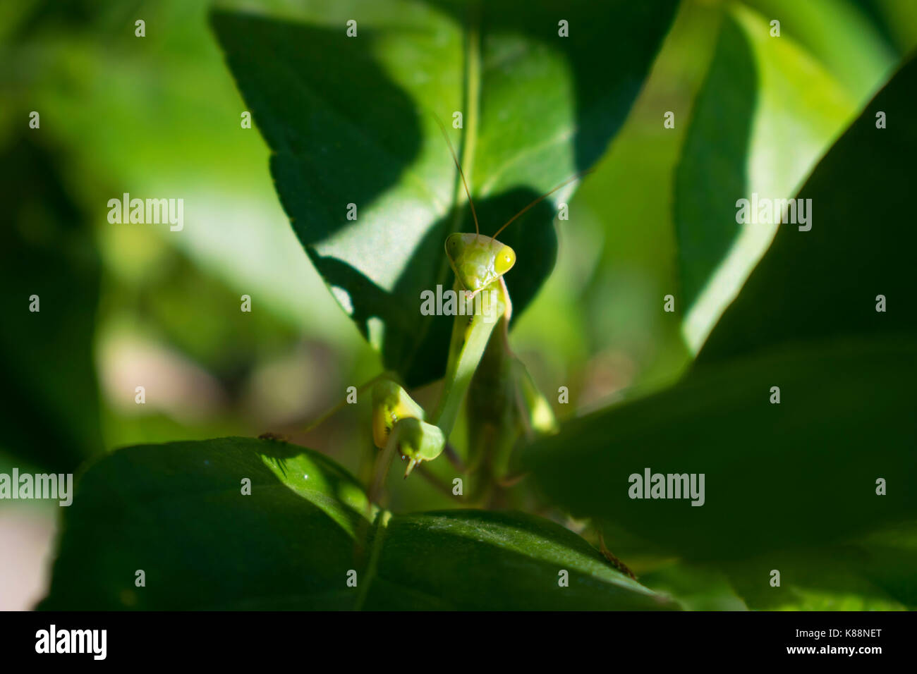 Portrait of a Mantis religiosa on a green lemon tree Stock Photo - Alamy