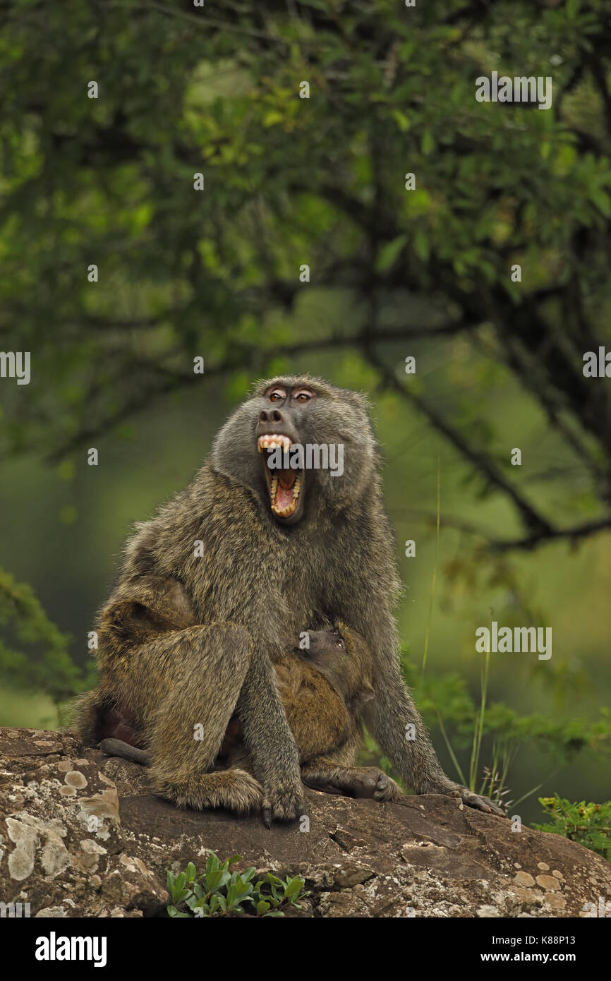 Olive baboons hugging hi-res stock photography and images - Alamy