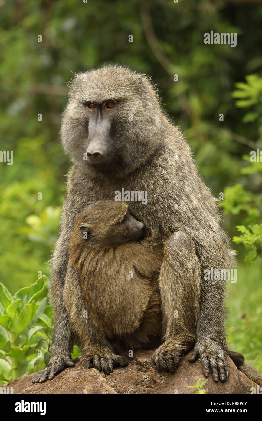 Olive baboons hugging hi-res stock photography and images - Alamy