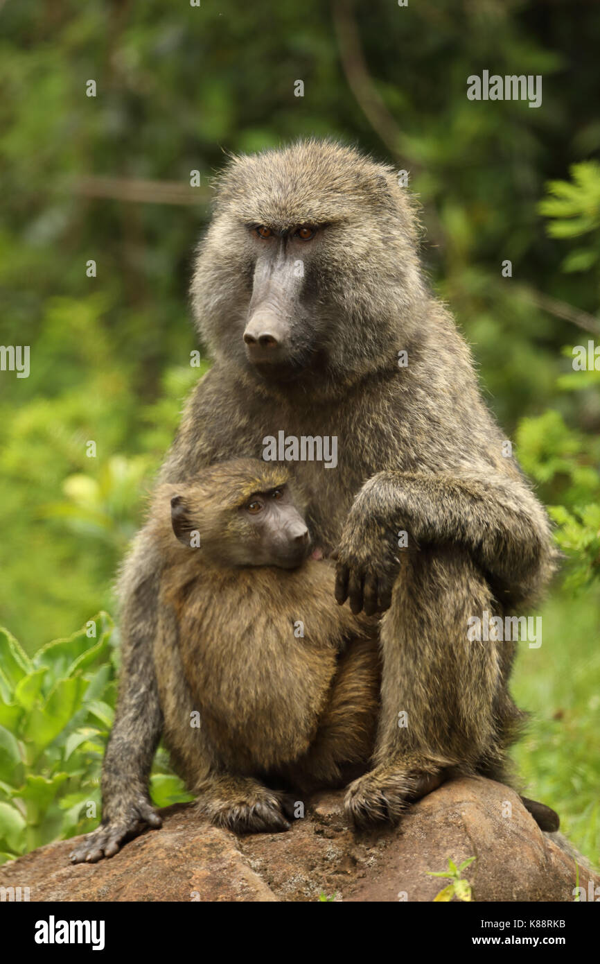 Primate family tree hi-res stock photography and images - Alamy