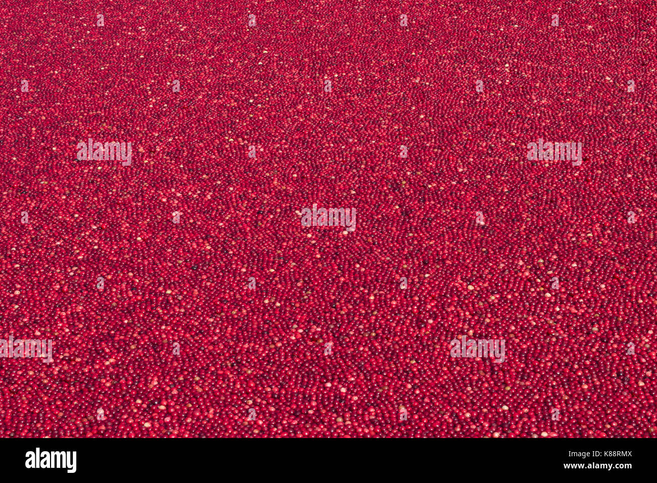 Floating cranberries hi-res stock photography and images - Alamy
