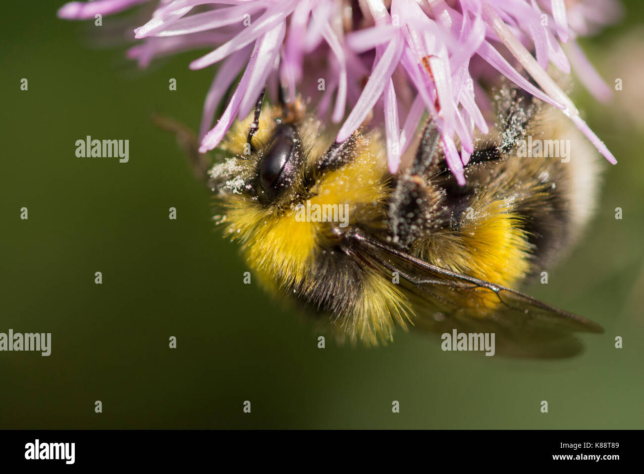 Bee collecting pollen Stock Photo - Alamy