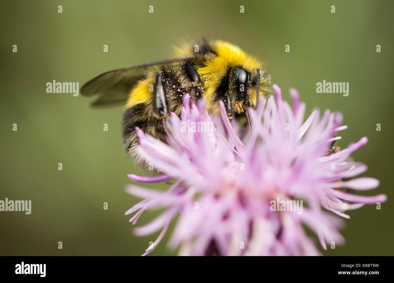Collecting flower seeds hi-res stock photography and images - Alamy