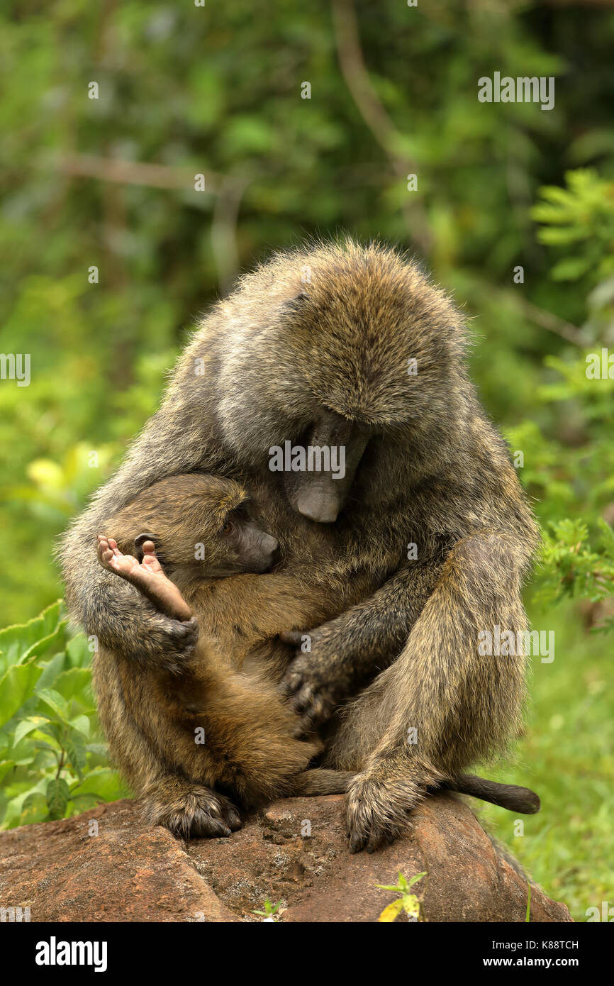 Olive baboons hugging hi-res stock photography and images - Alamy