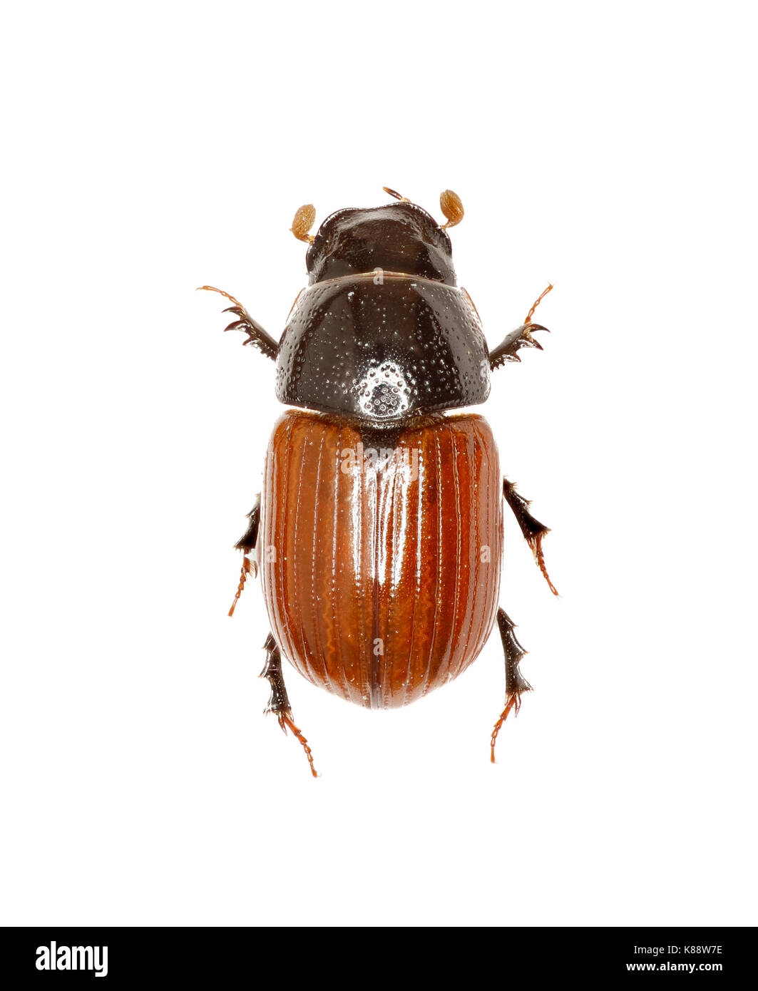 Dung Beetle Aphodius on white Background - Aphodius fimetarius ...