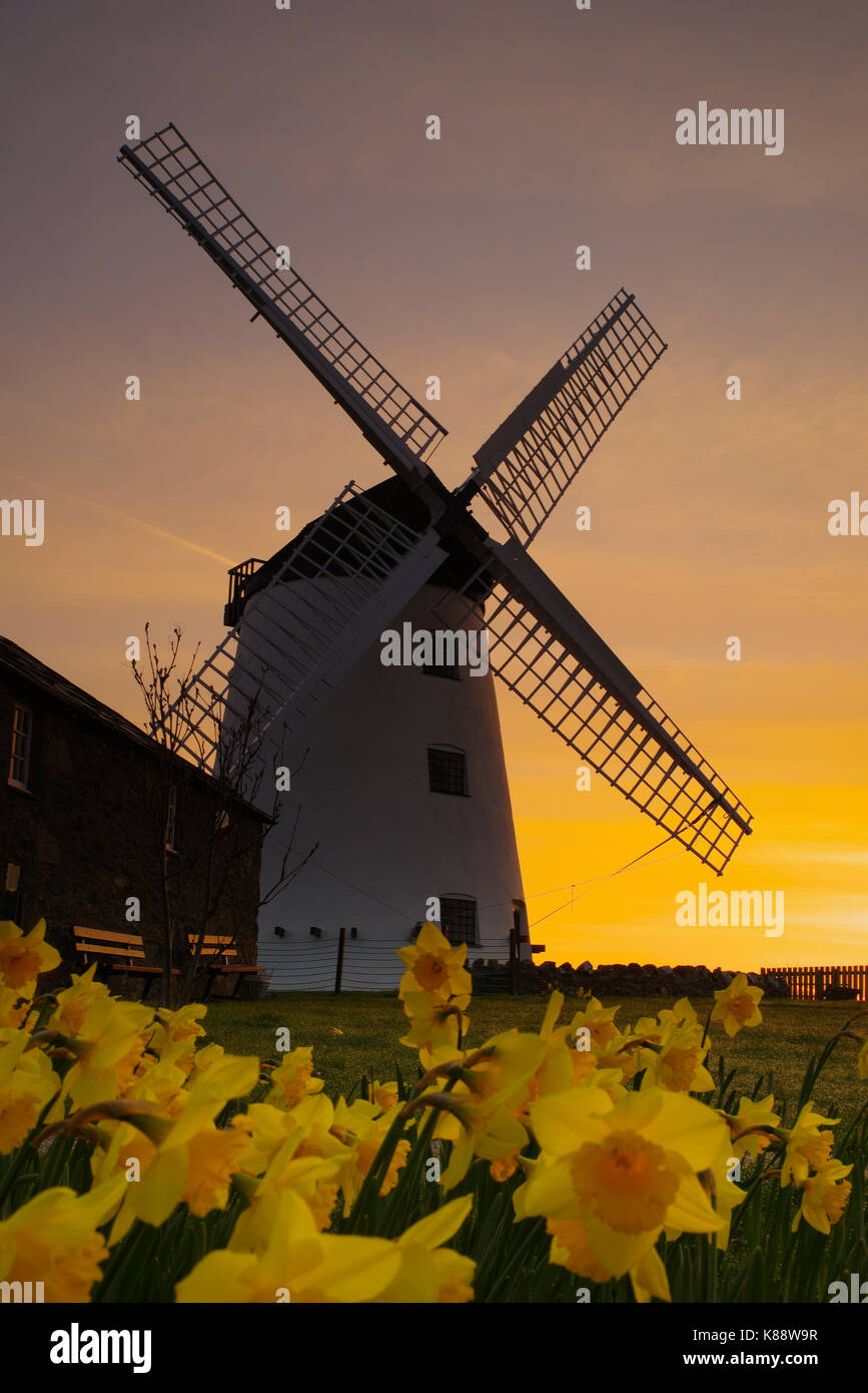 Windmill with daffodils hi-res stock photography and images - Alamy