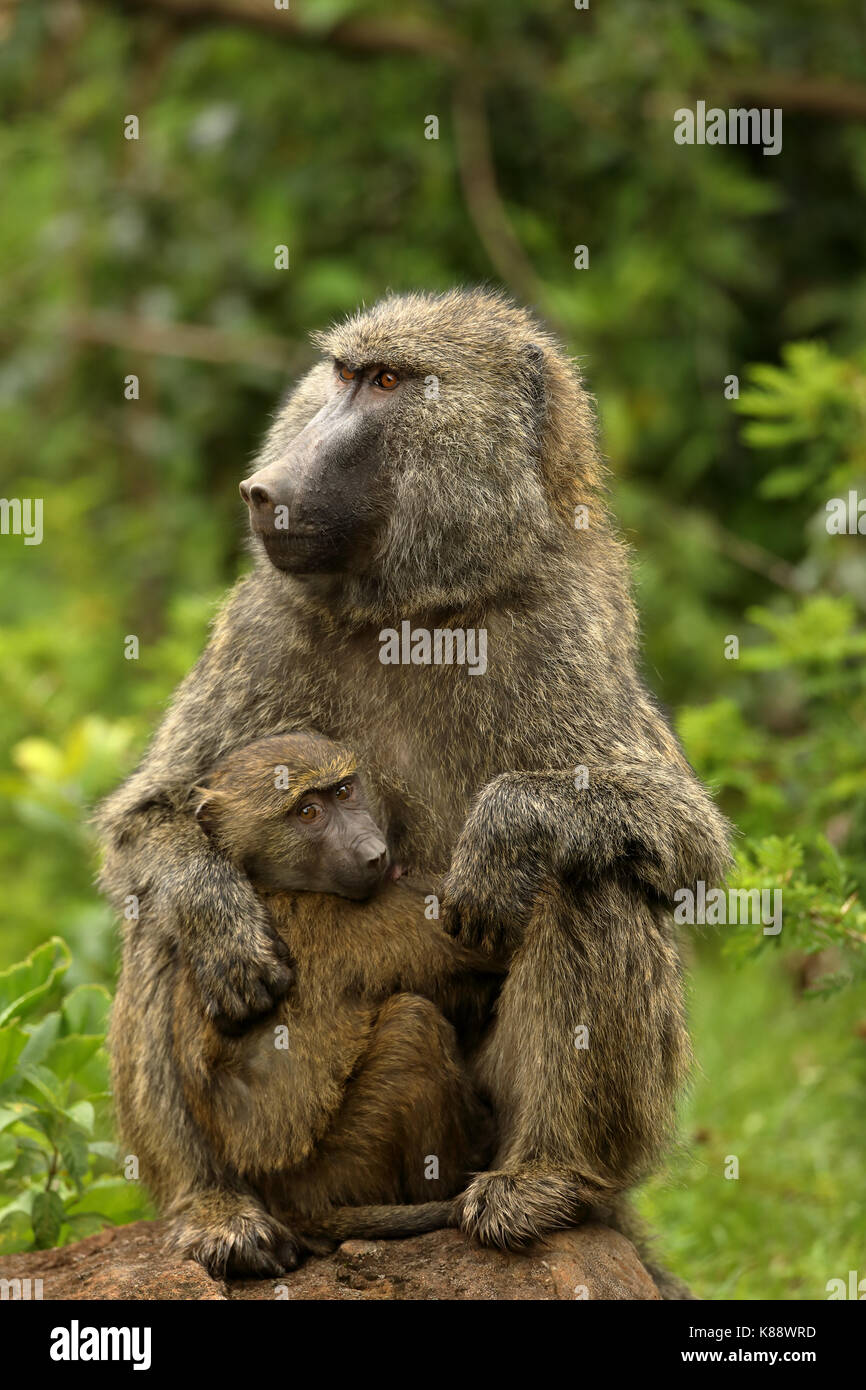 Olive baboons hugging hi-res stock photography and images - Alamy