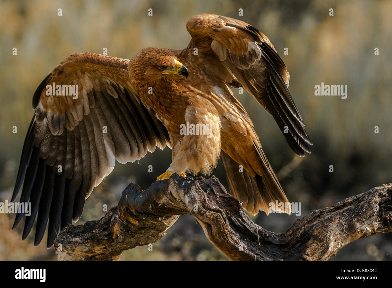 spanish imperial eagle Stock Photo - Alamy