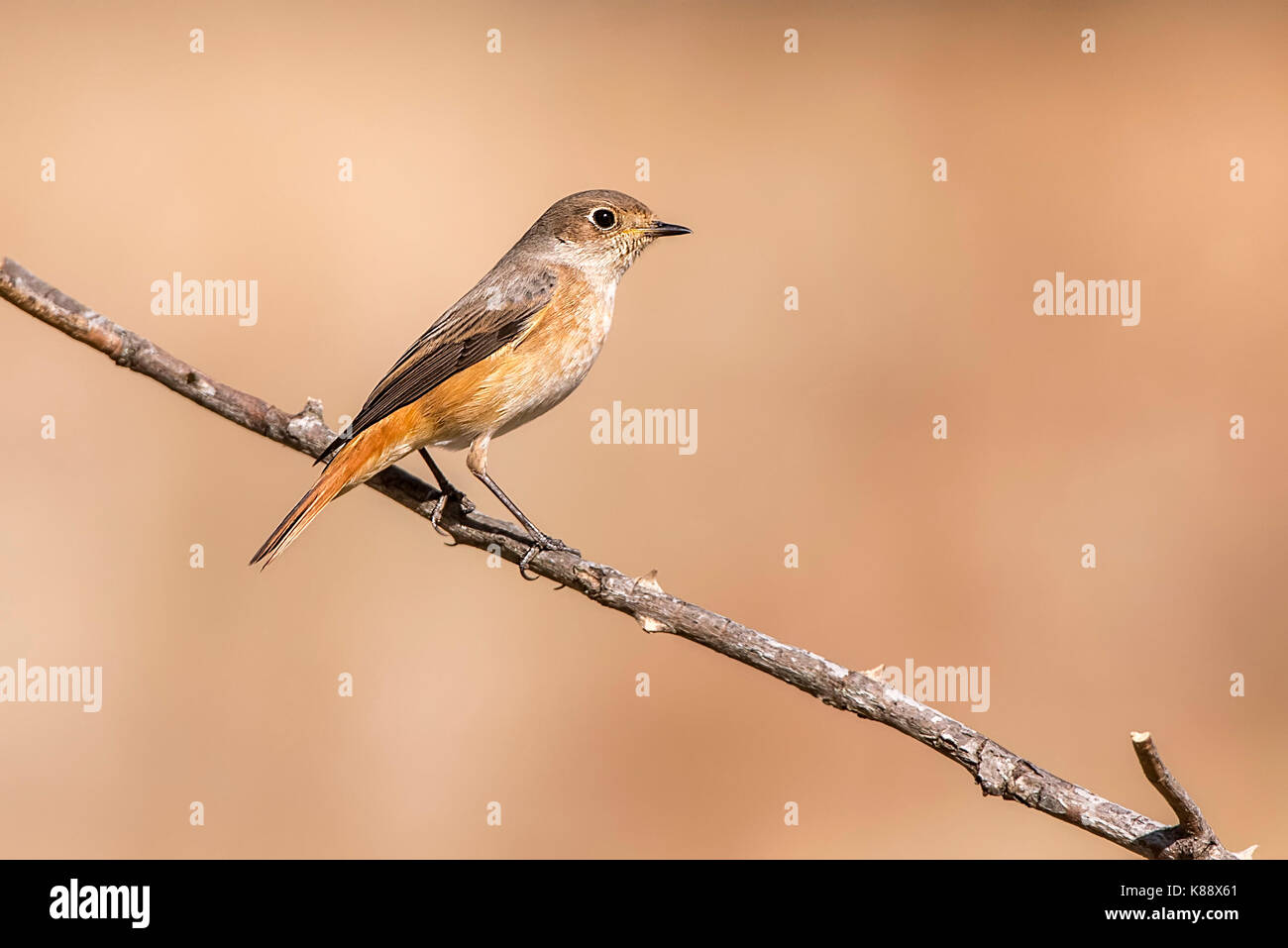 Robin rojo hi-res stock photography and images - Alamy