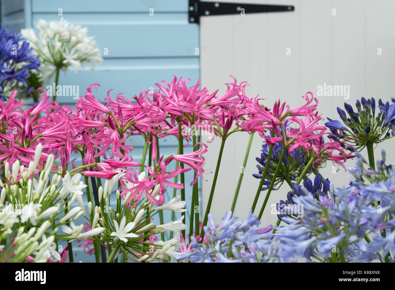 Amarine anastasia. Amarine belladiva Anastasia flowers at RHS Wisley ...