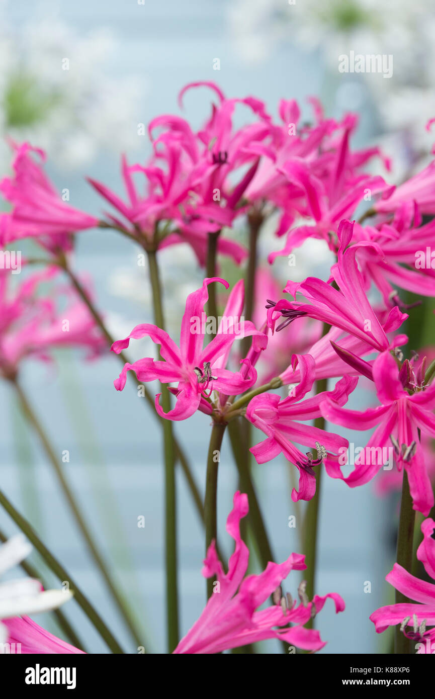Amarine anastasia. Amarine belladiva Anastasia flowers at RHS Wisley ...