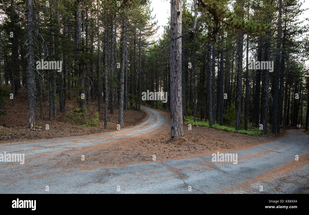 Empty rural mountain road passing through an idyllic forest with tall ...