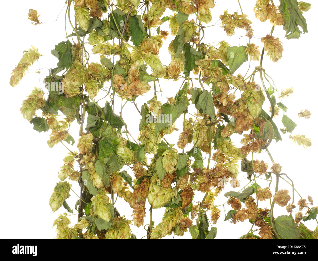 Hops plant twined vine isolated on white background Stock Photo - Alamy