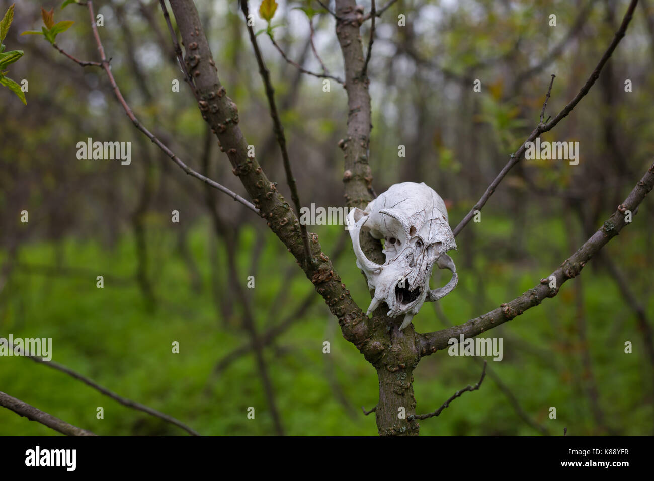 The skull is hanging on a tree Stock Photo - Alamy