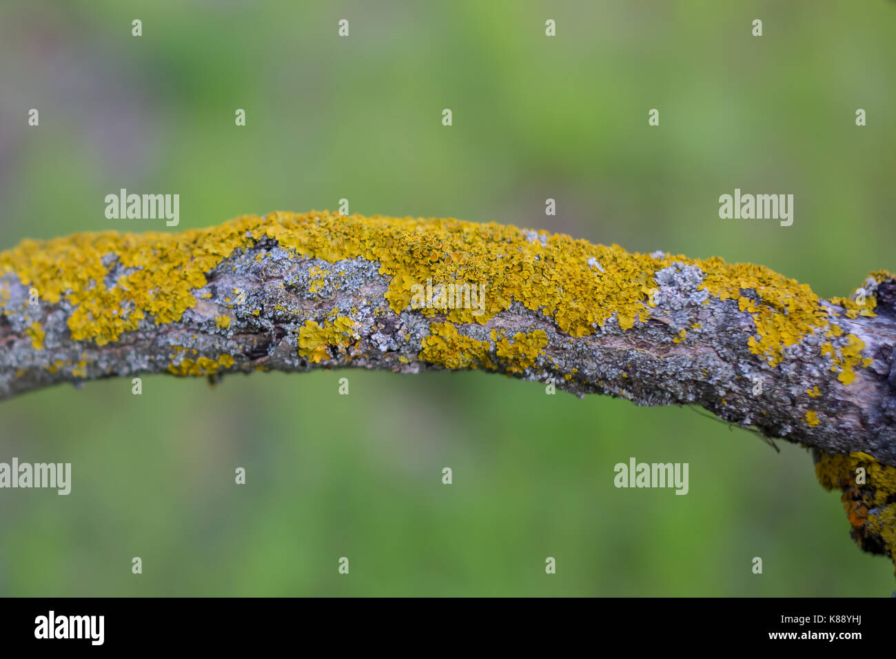 Lichen on a tree branch Stock Photo - Alamy