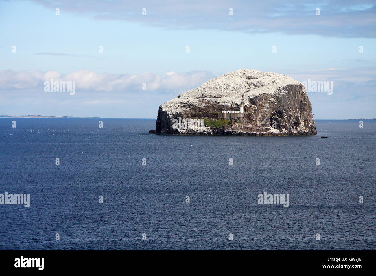 Bass rock scotland bird hi-res stock photography and images - Alamy