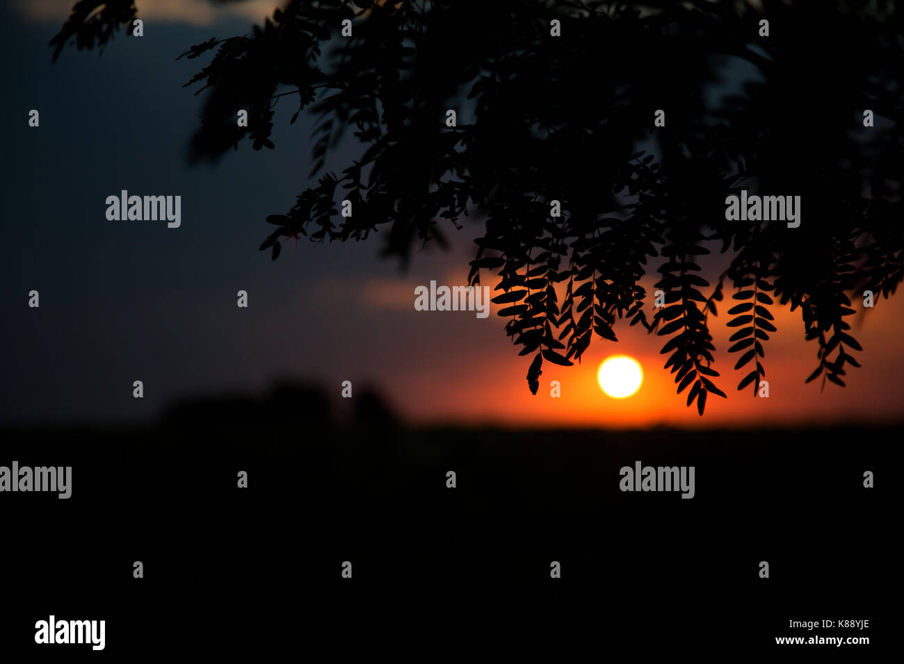 Red sunset through tree branches Stock Photo - Alamy