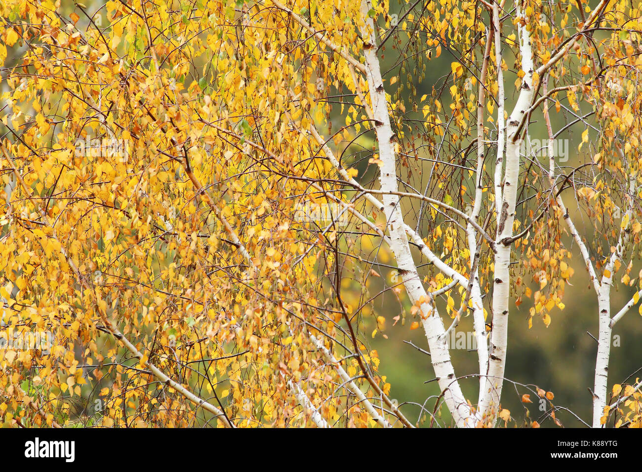 Birch tree and fall color hi-res stock photography and images - Alamy