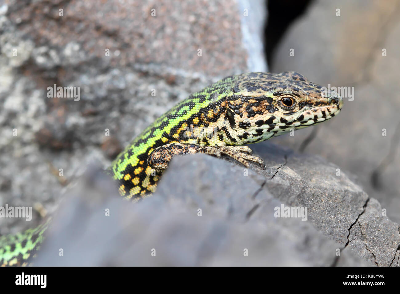 Bocage's Wall Lizard (Podarcis bocagei Stock Photo - Alamy