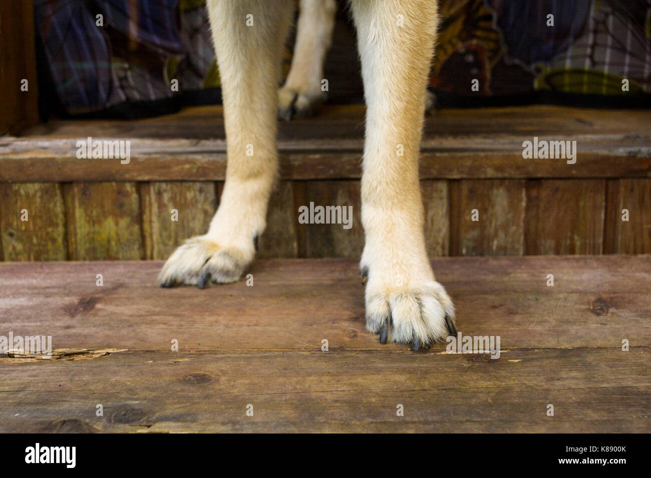 Open door dog standing hi-res stock photography and images - Alamy