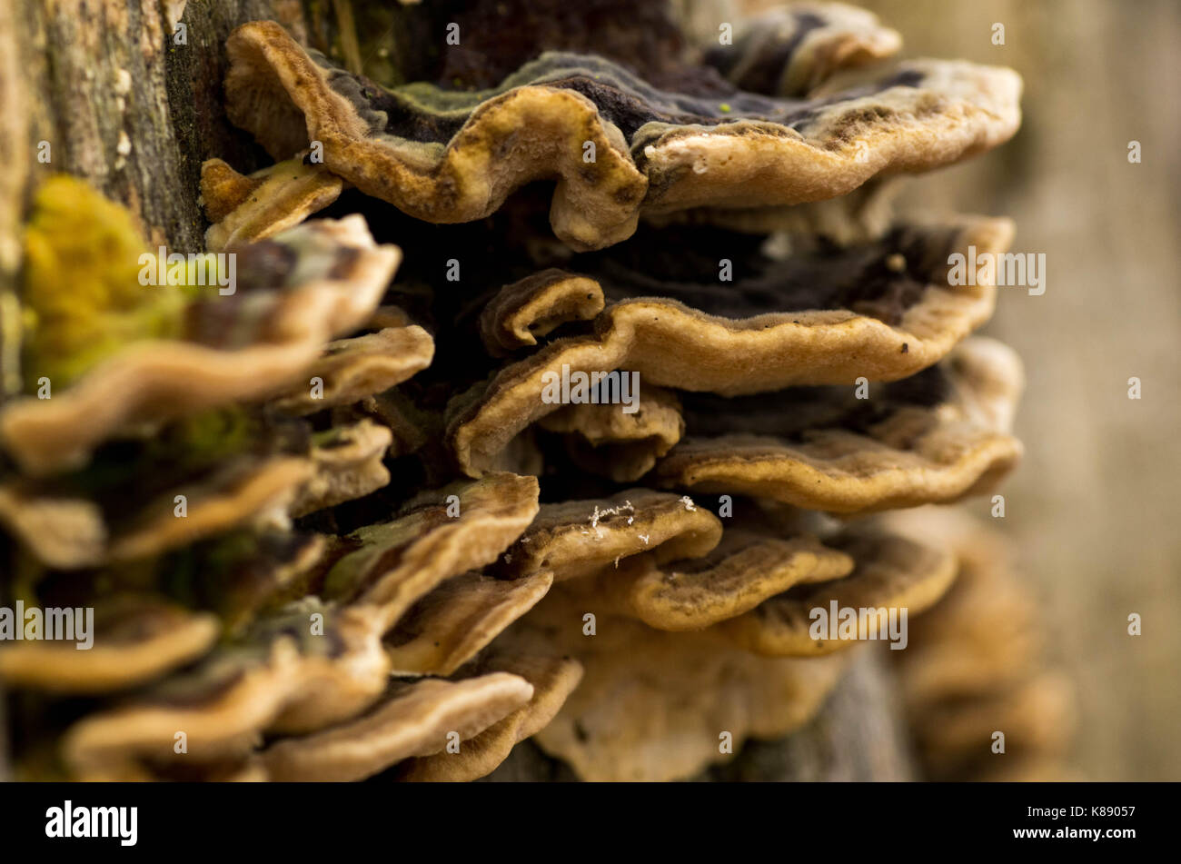 Wet rainforest mushroom hi-res stock photography and images - Alamy