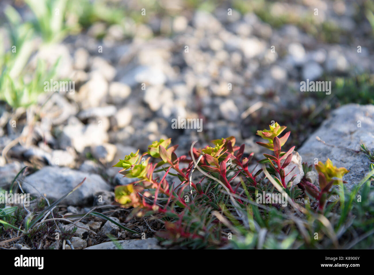 Mountain red Flower Closeup Stock Photo - Alamy