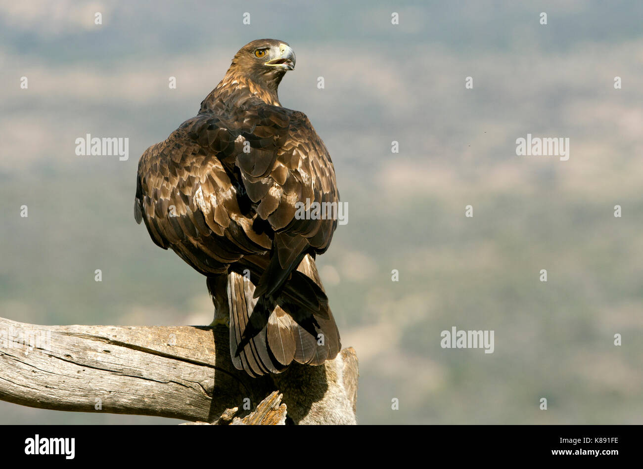 Aquila chrysaetos birds hi-res stock photography and images - Alamy