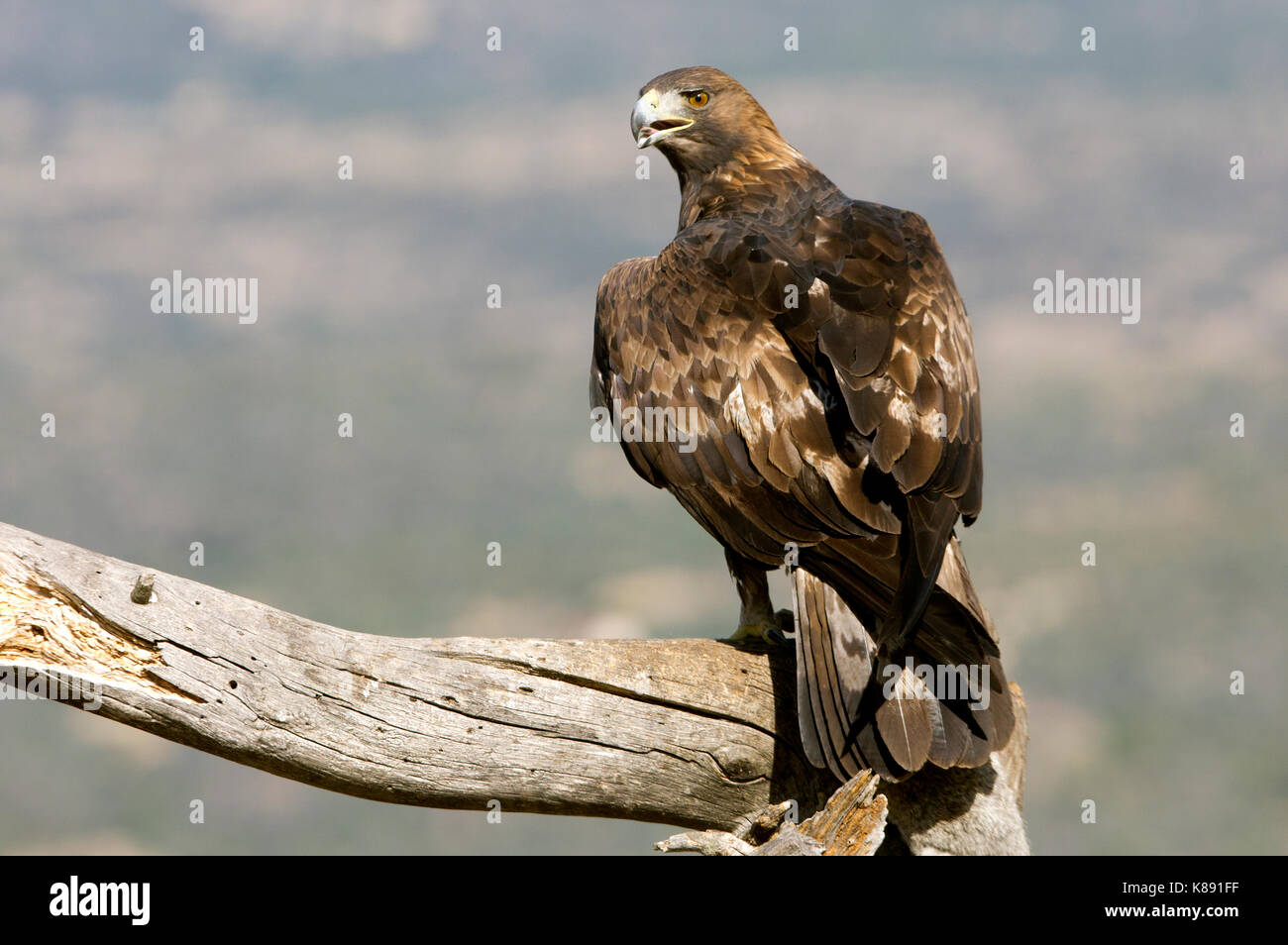 Aquila chrysaetos birds hi-res stock photography and images - Alamy