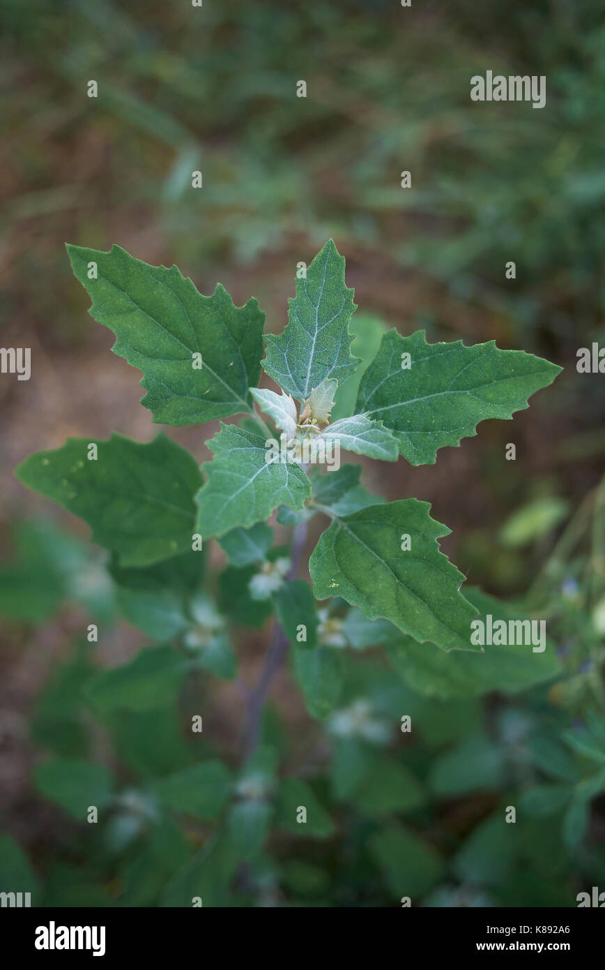 Fat hen weed hi-res stock photography and images - Alamy