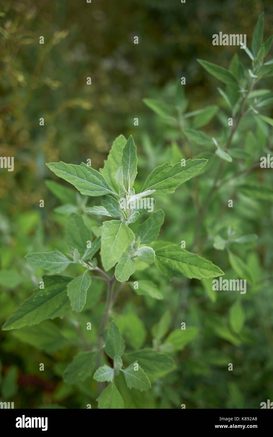 Fat hen weed hi-res stock photography and images - Alamy
