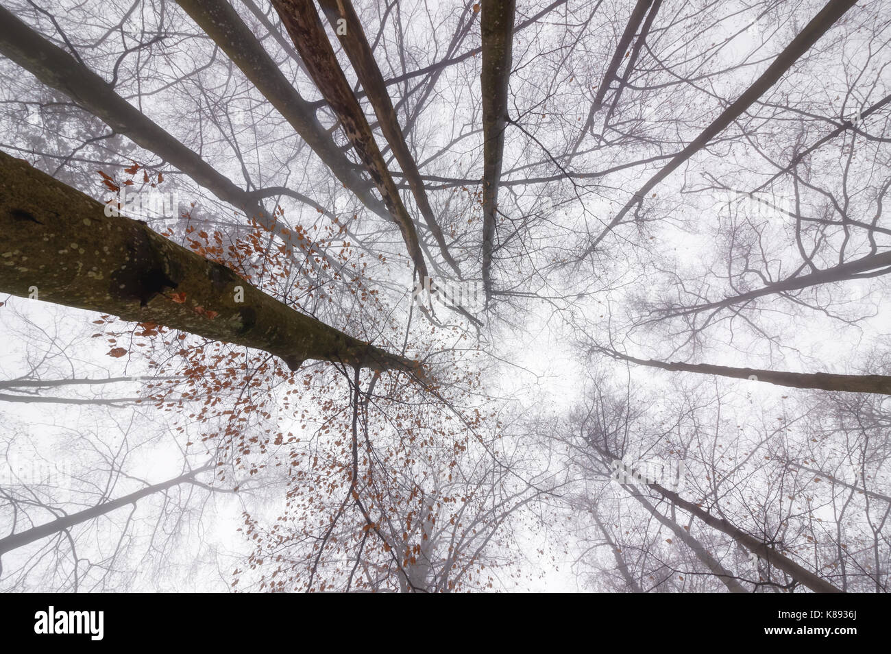 Beech forest in winter wide hi-res stock photography and images - Alamy