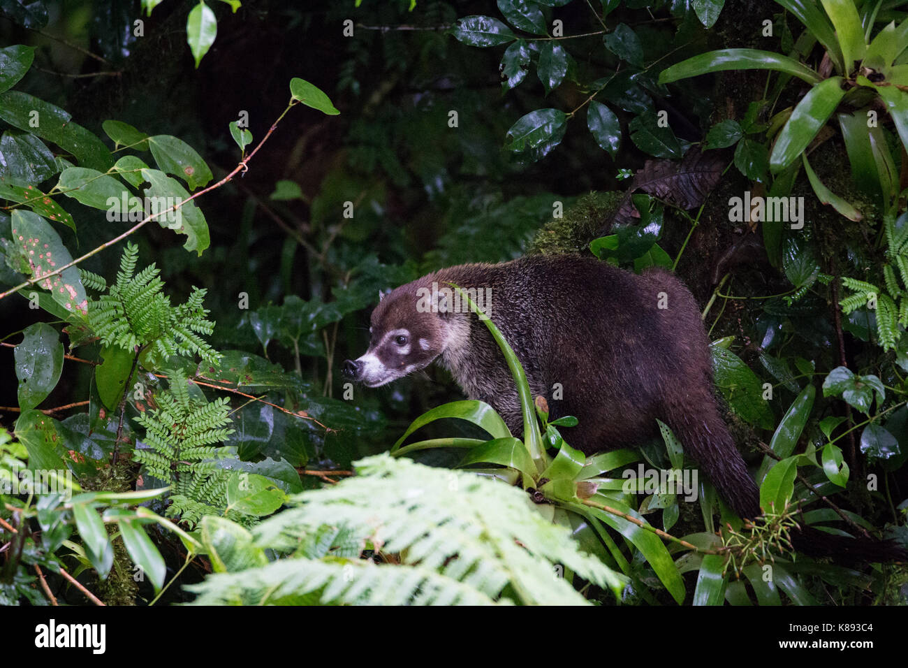 Coati in rainforest hi-res stock photography and images - Alamy