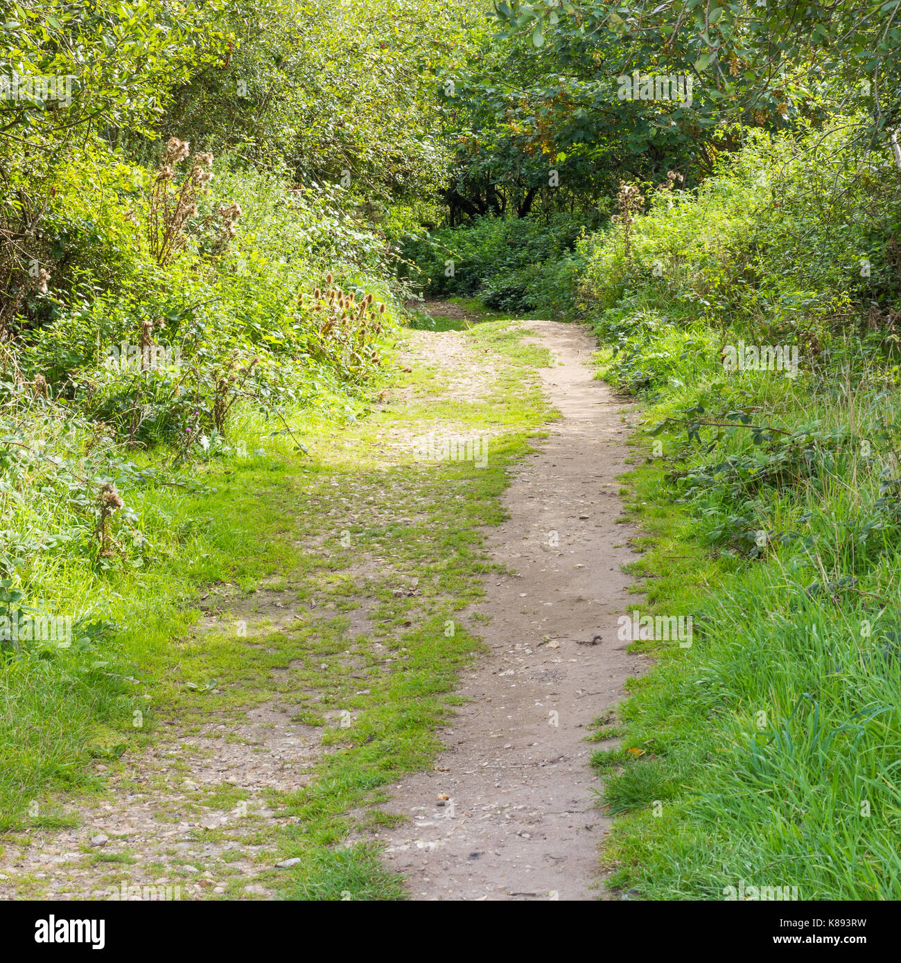 Pathway leading into wooded area on Turbary Common Nature Reserve ...
