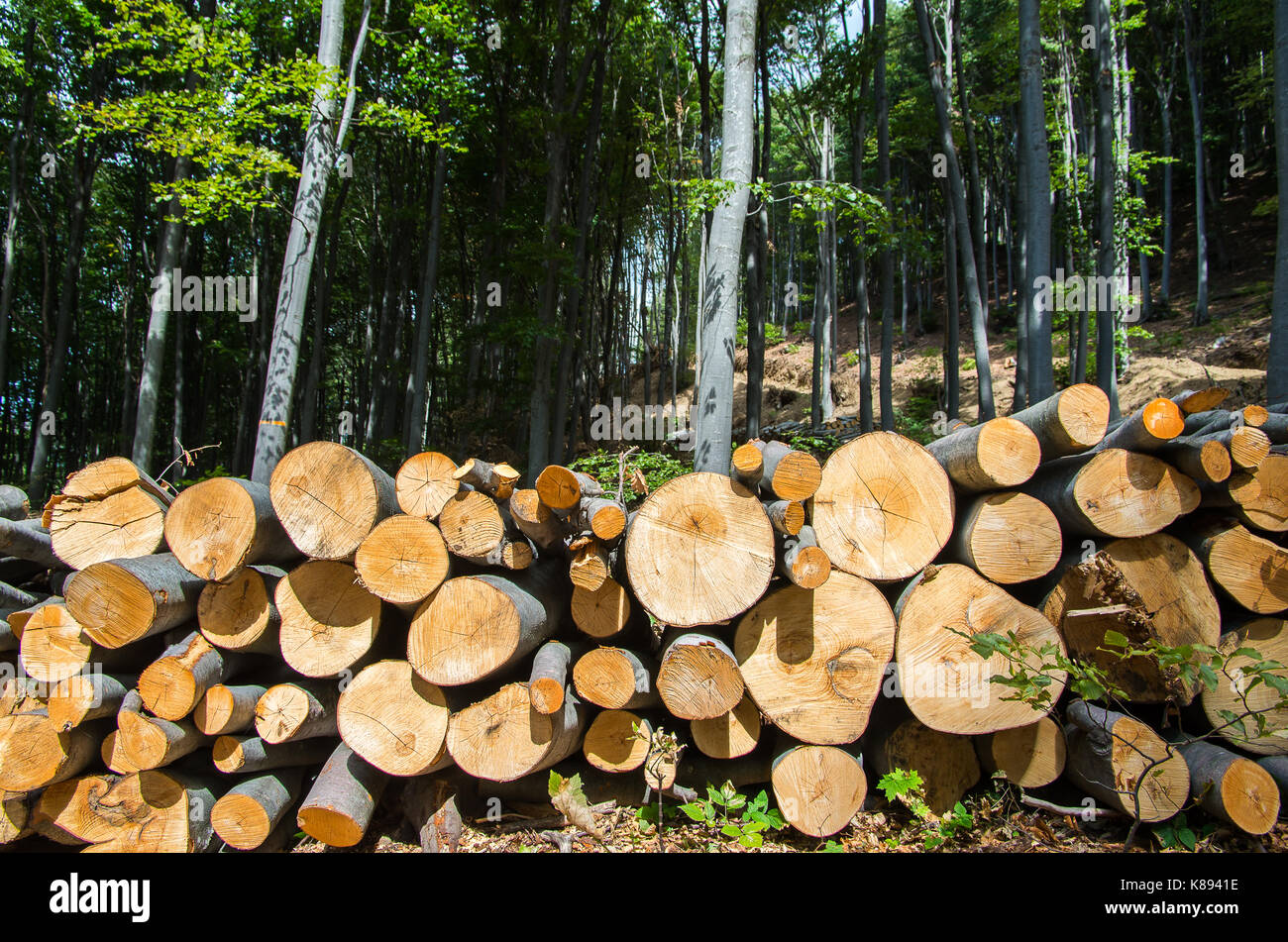 Cellulose biomass hi-res stock photography and images - Alamy
