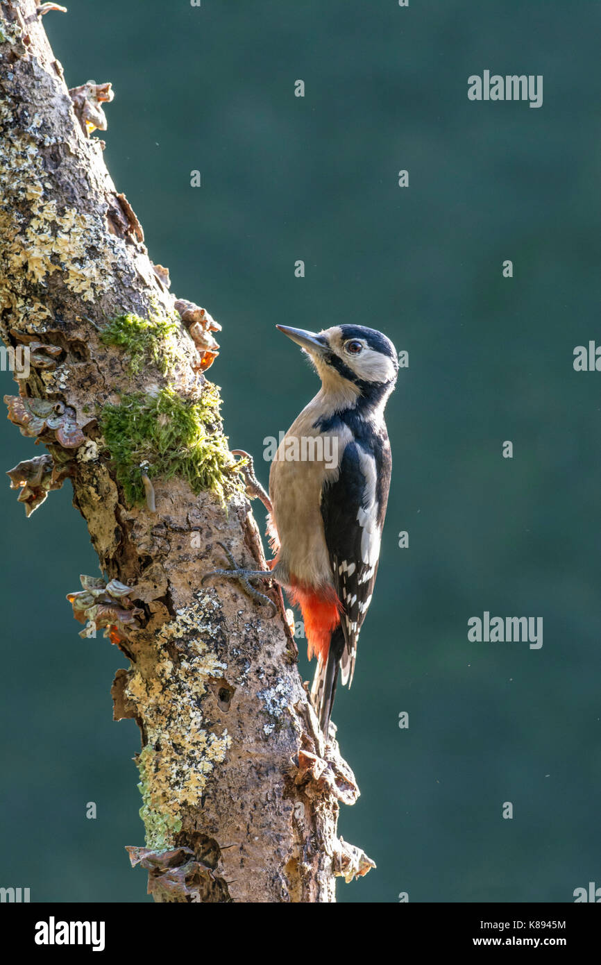 Great spotted woodpecker (Dendrocopos major Stock Photo - Alamy