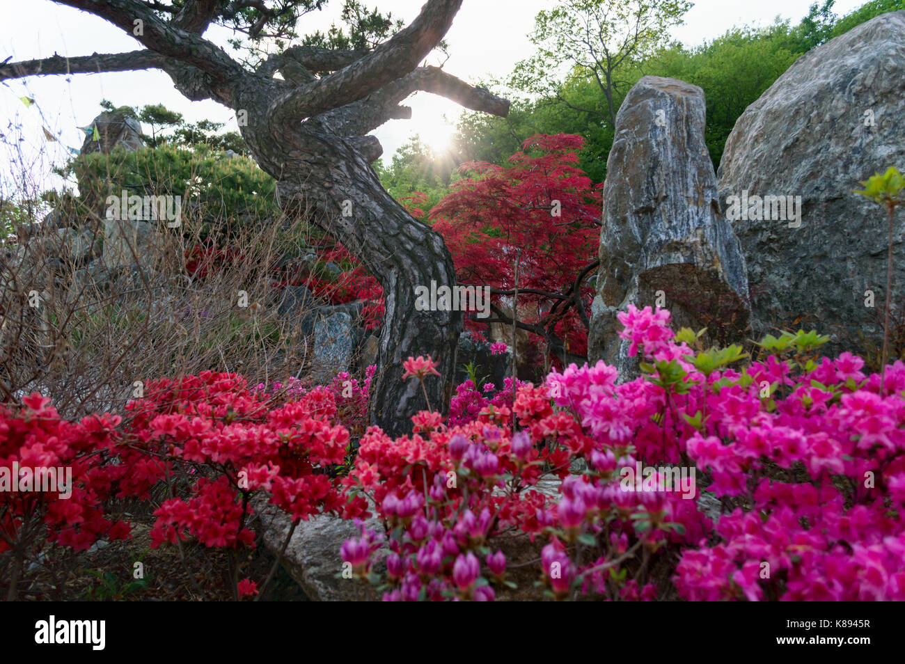 Rhododendron in bloom hi-res stock photography and images - Alamy