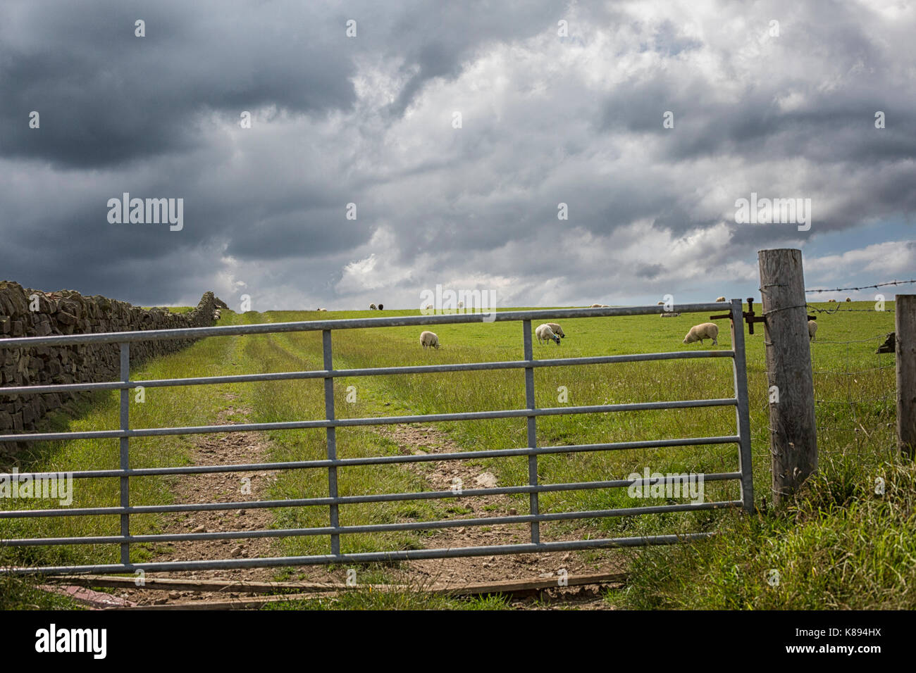 English countryside sheep fence hi-res stock photography and images - Alamy
