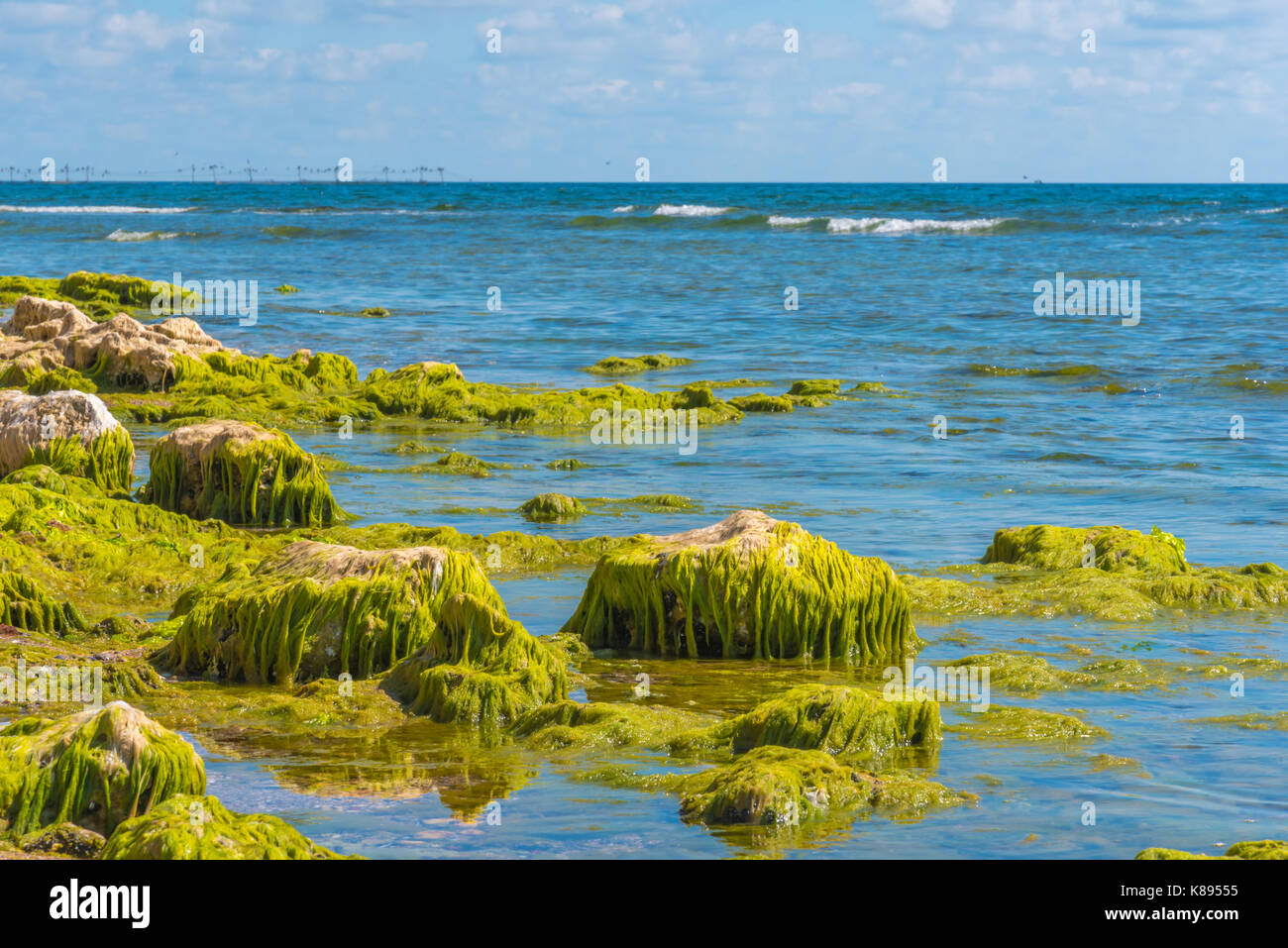 Water seaweed rocks hi-res stock photography and images - Alamy