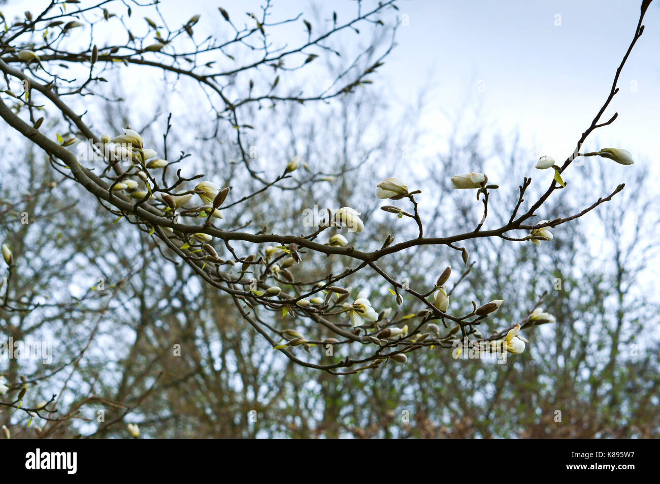 Spring nature wakes up flowering hi-res stock photography and images ...