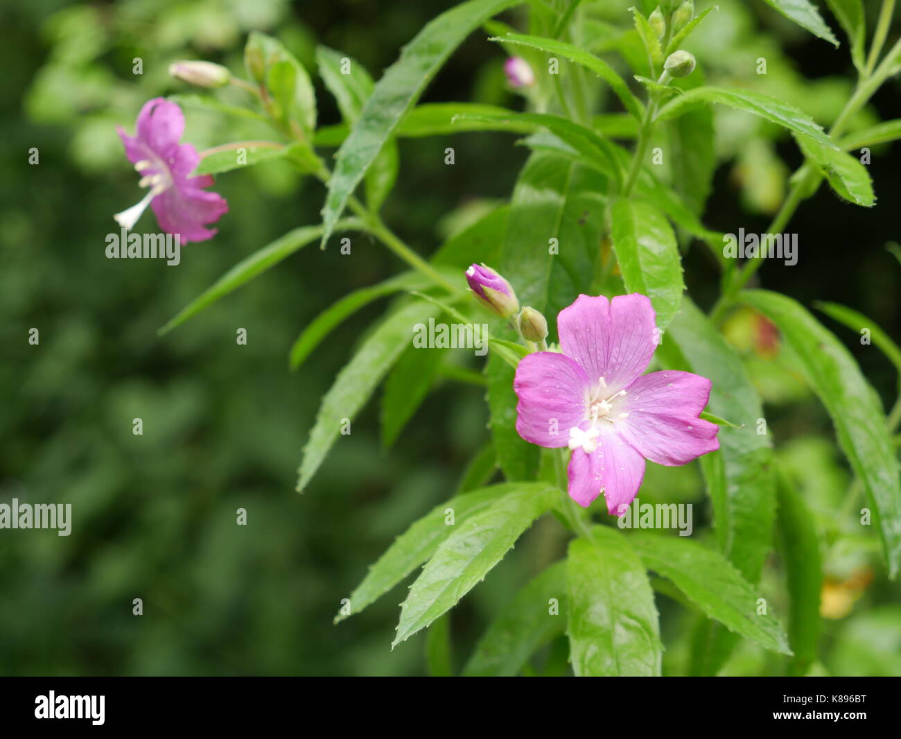 Cirsium rivulare hi-res stock photography and images - Alamy