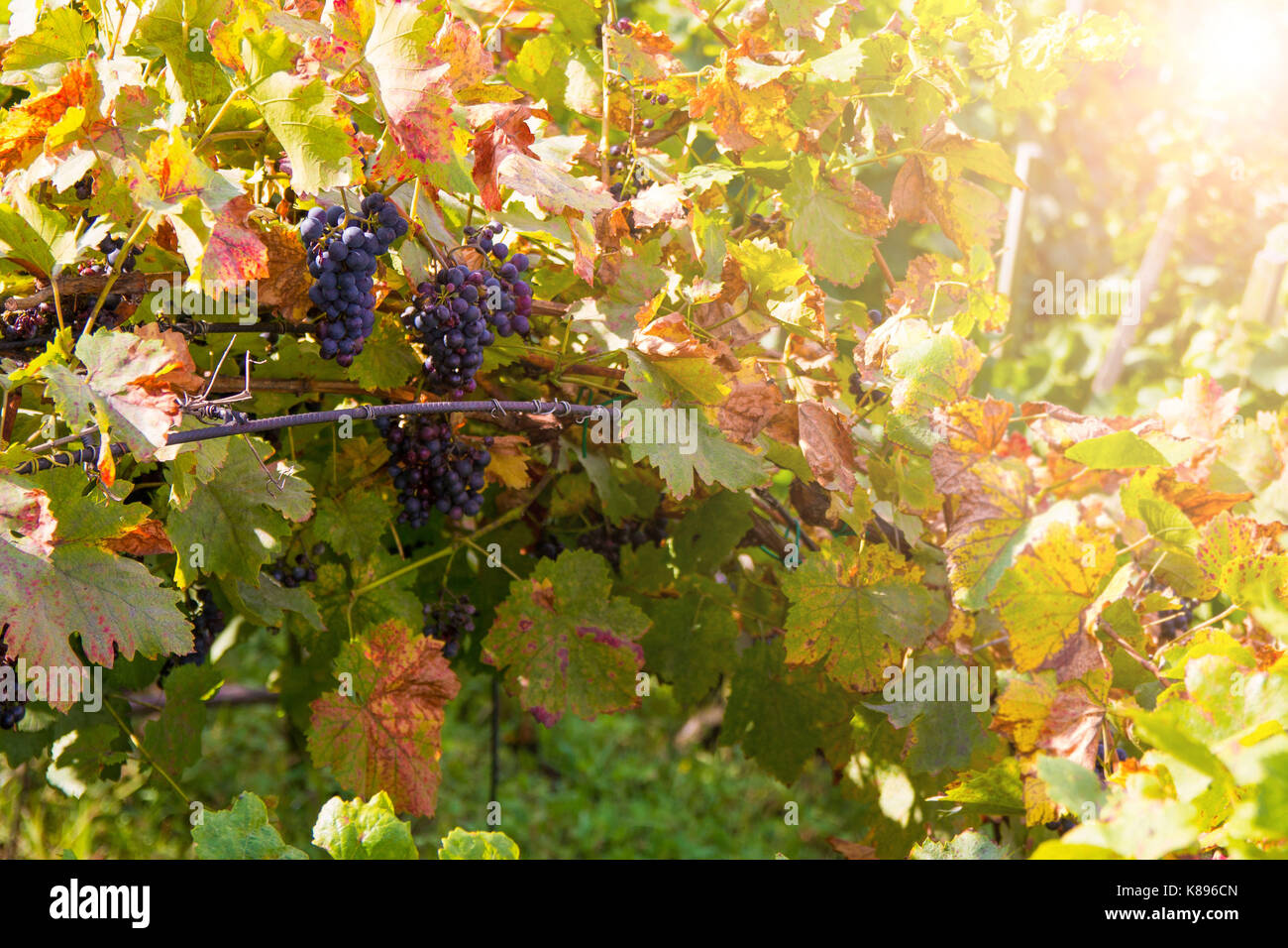 Grape Vine And Branches High Resolution Stock Photography and Images ...