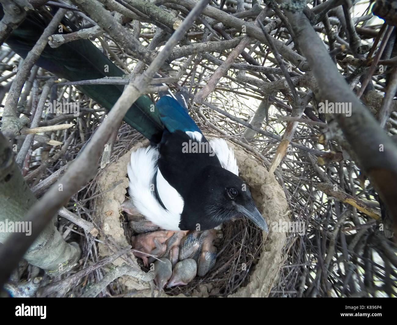 Eurasian Magpie Nest